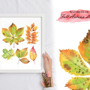Watercolor Fall Leaves Clipart, Autumn Leaf of Chestnut, Maple, Oak ...