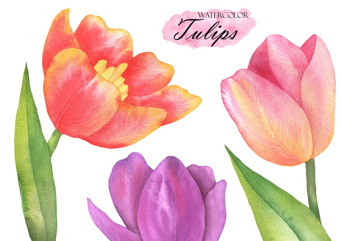 Watercolor Tulip Clip Art Colored Tulips Spring Flowers - Etsy