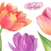Watercolor Tulip Clip Art, Colored Tulips, Spring Flowers Clipart ...