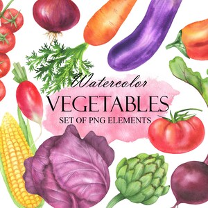 Watercolor Vegetable Clipart, Farm and Kitchen Cabbage, Tomato ...
