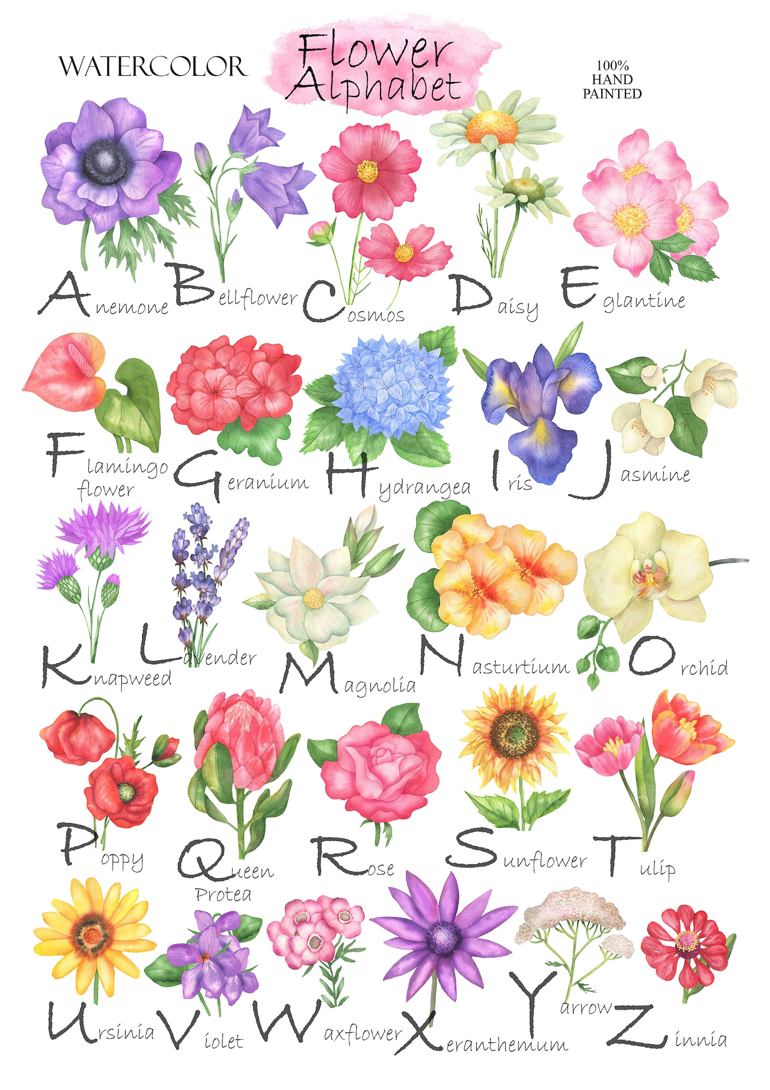 Watercolor Flower Alphabet Clipart, Flowers ABC, Alphabet Poster ...