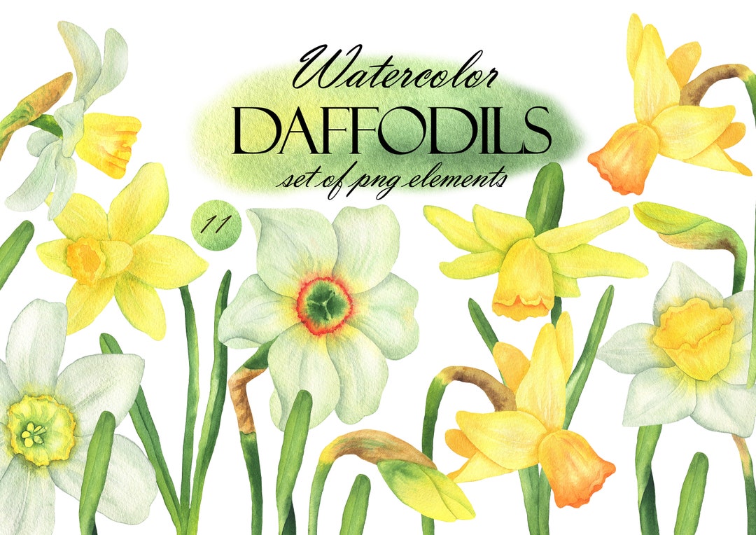 Watercolor Daffodils Clipart, Spring Flowers Clip Art, Daffodils ...