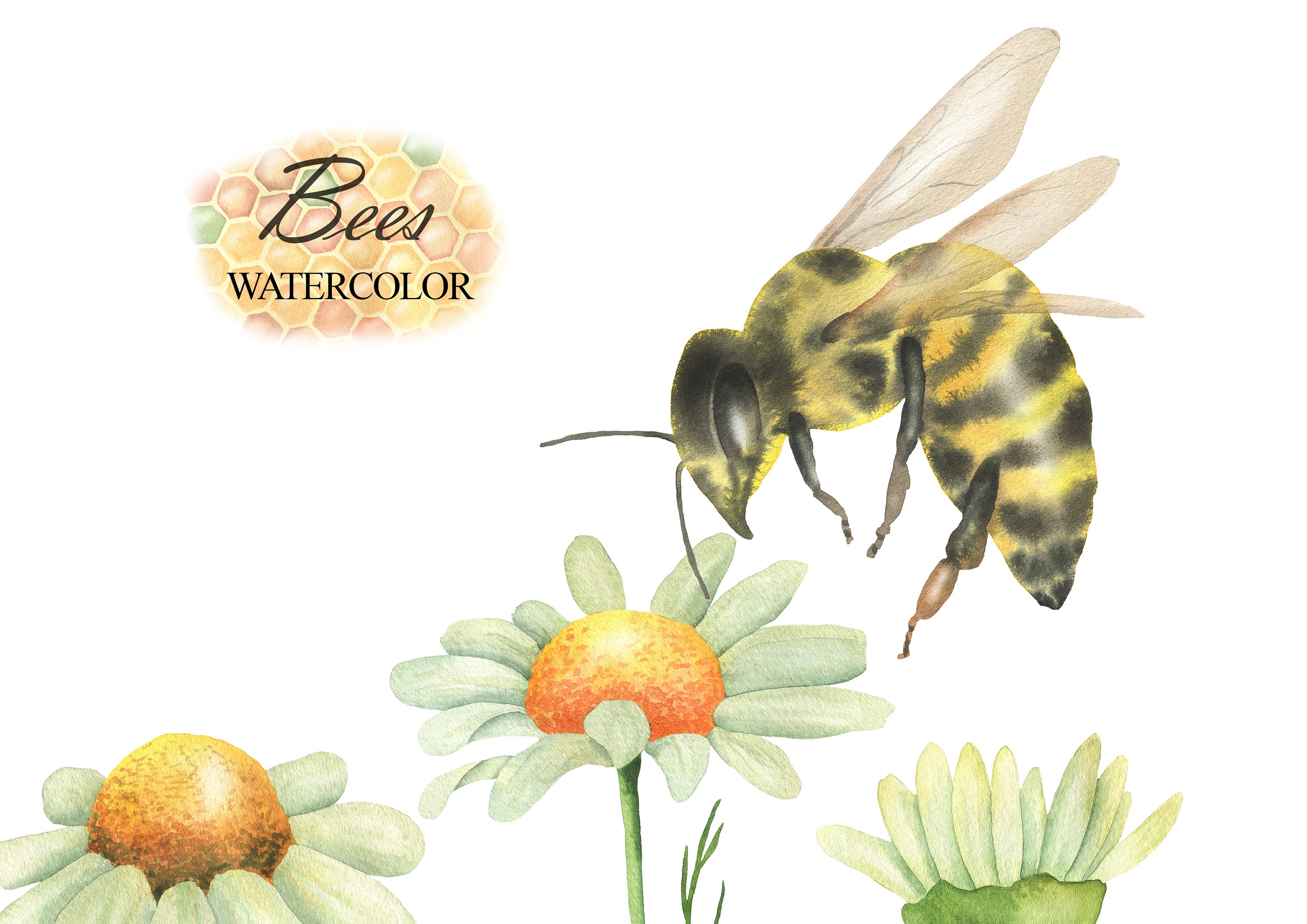 Watercolor Bee Clipart, Bees and Flowers, Honey Bee Illustration ...