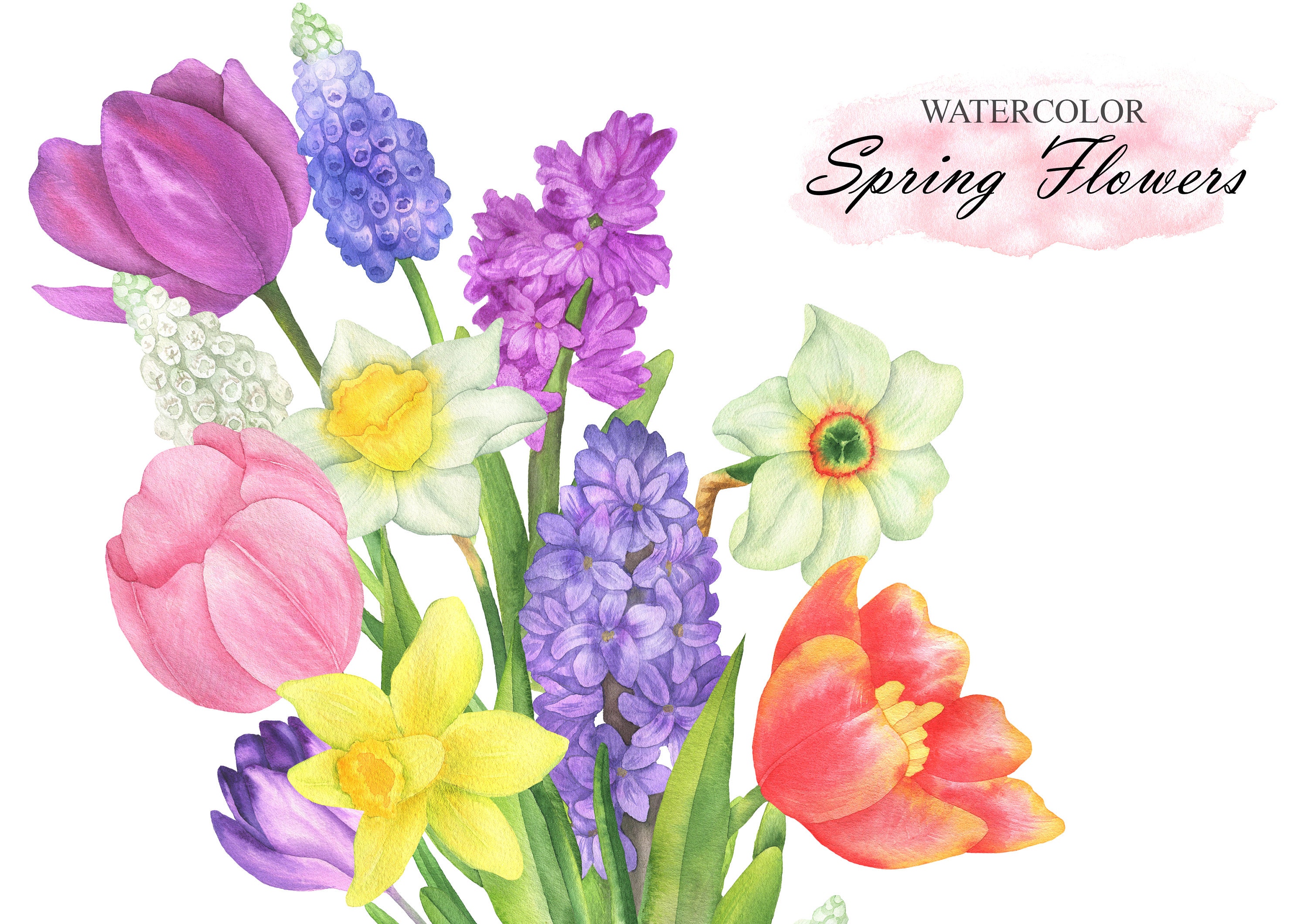 Watercolor Spring Flowers Clip Art, Colored Tulips, Daffodils, Muscari ...