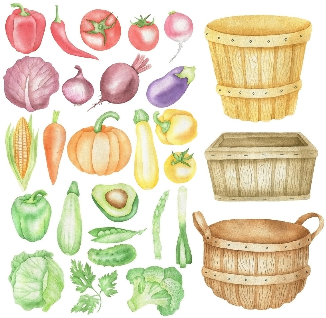 Watercolor Vegetable Clipart Farm and Kitchen Cabbage - Etsy