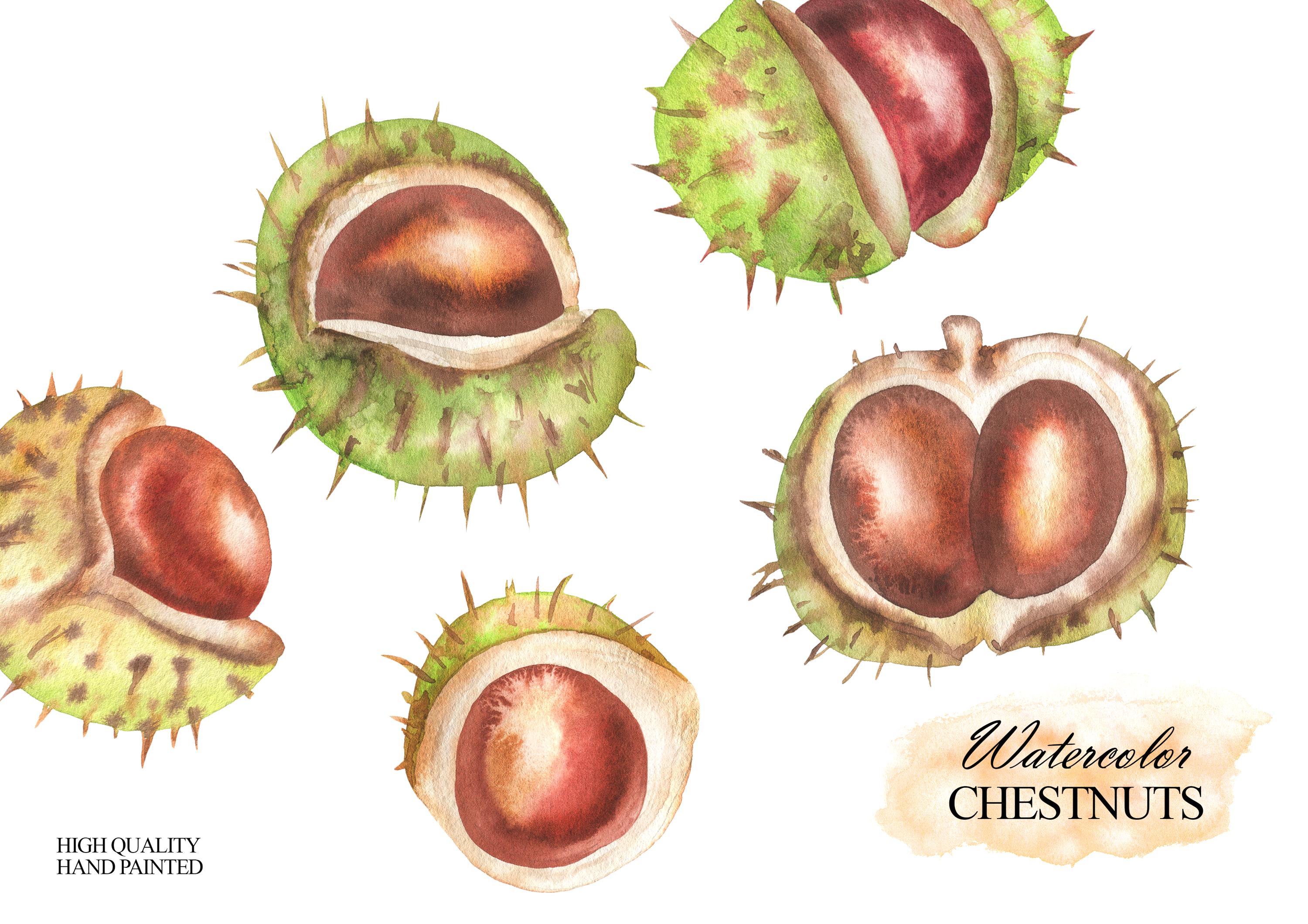 Watercolor Chestnuts Clipart for Autumn, Autumn Chestnut Clip Art Set ...