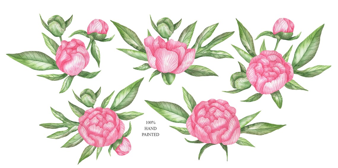Watercolor Peonies Clipart Pink Peony Clip Art Spring Summer - Etsy