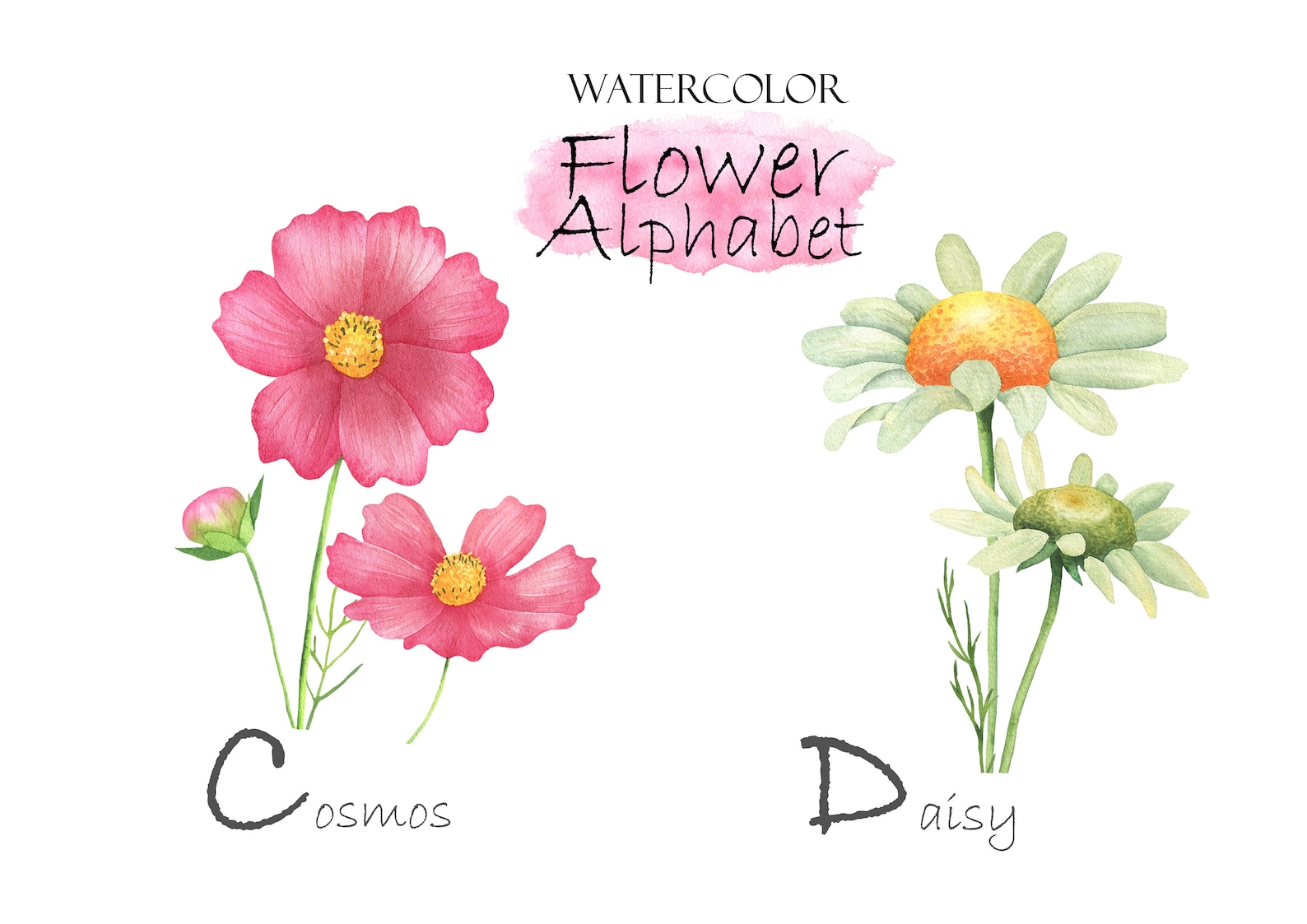 Watercolor Flower Alphabet Clipart, Flowers ABC, Alphabet Poster ...