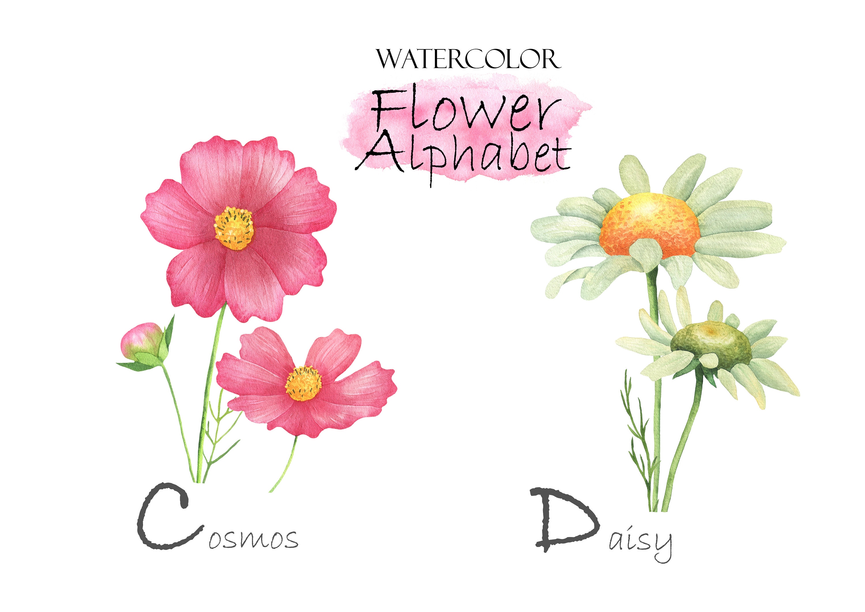 Watercolor Flower Alphabet Clipart, Flowers ABC, Alphabet Poster ...