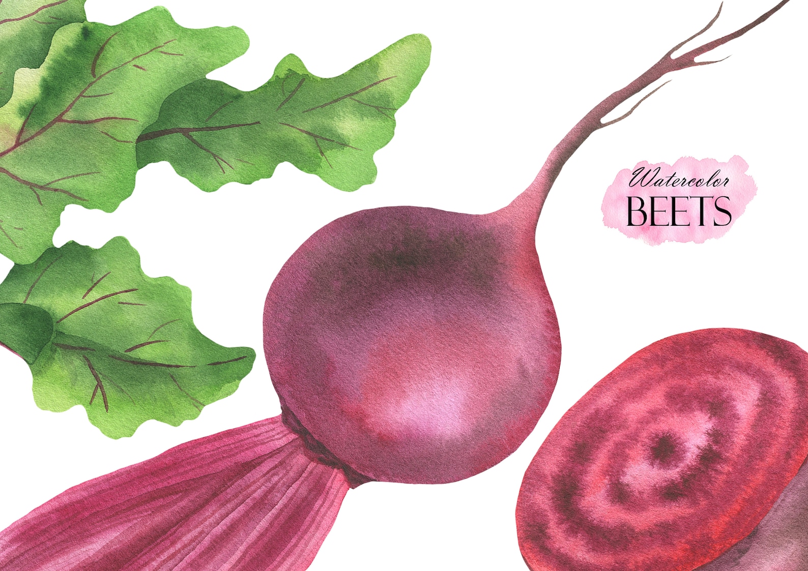 Watercolor Beet Clipart, Beetroot Clip Art, Eco Farm Vegetables, Fresh ...