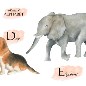 Animal Alphabet Watercolor Clipart, Animals A-Z, Alphabet Animals ...