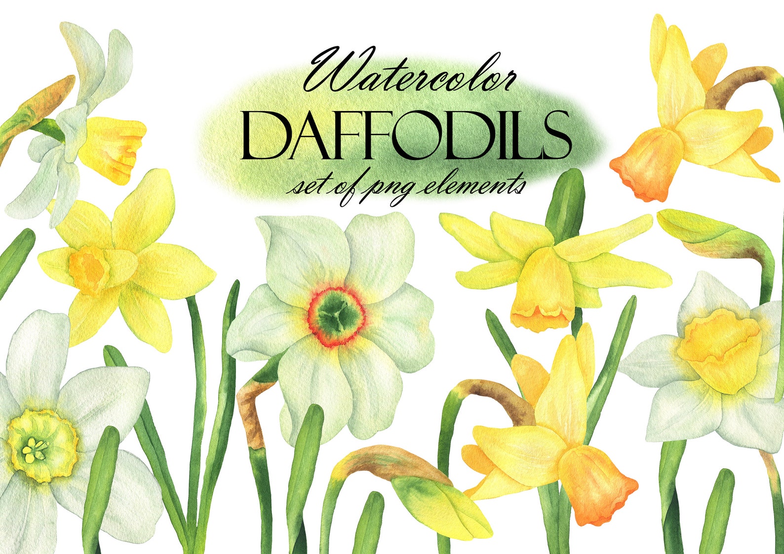 Watercolor Daffodils Clipart Spring Flowers Clip Art - Etsy