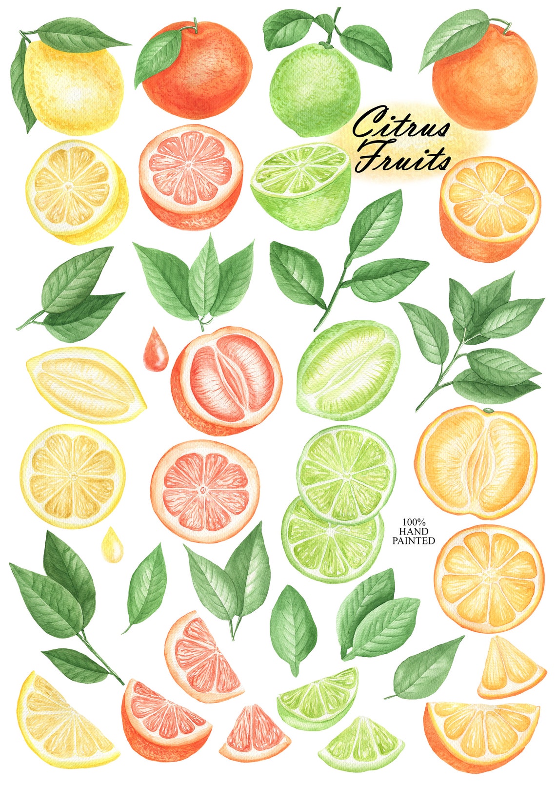 Watercolor Citrus Fruit Clipart Fresh Summer Lemon Orange - Etsy
