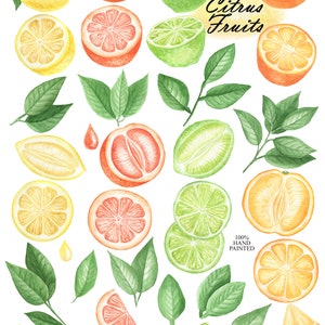 Watercolor Citrus Fruit Clipart, Fresh Summer Lemon, Orange, Grapefruit ...
