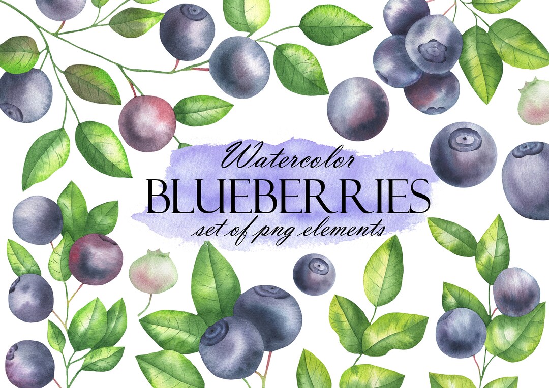Watercolor Blueberries Clipart, Summer Fresh Berries and Leaves, Forest ...