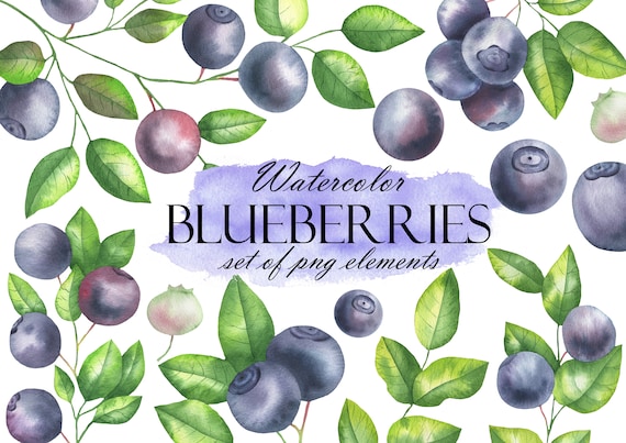 Watercolor Blueberries Clipart Summer Fresh Berries and - Etsy