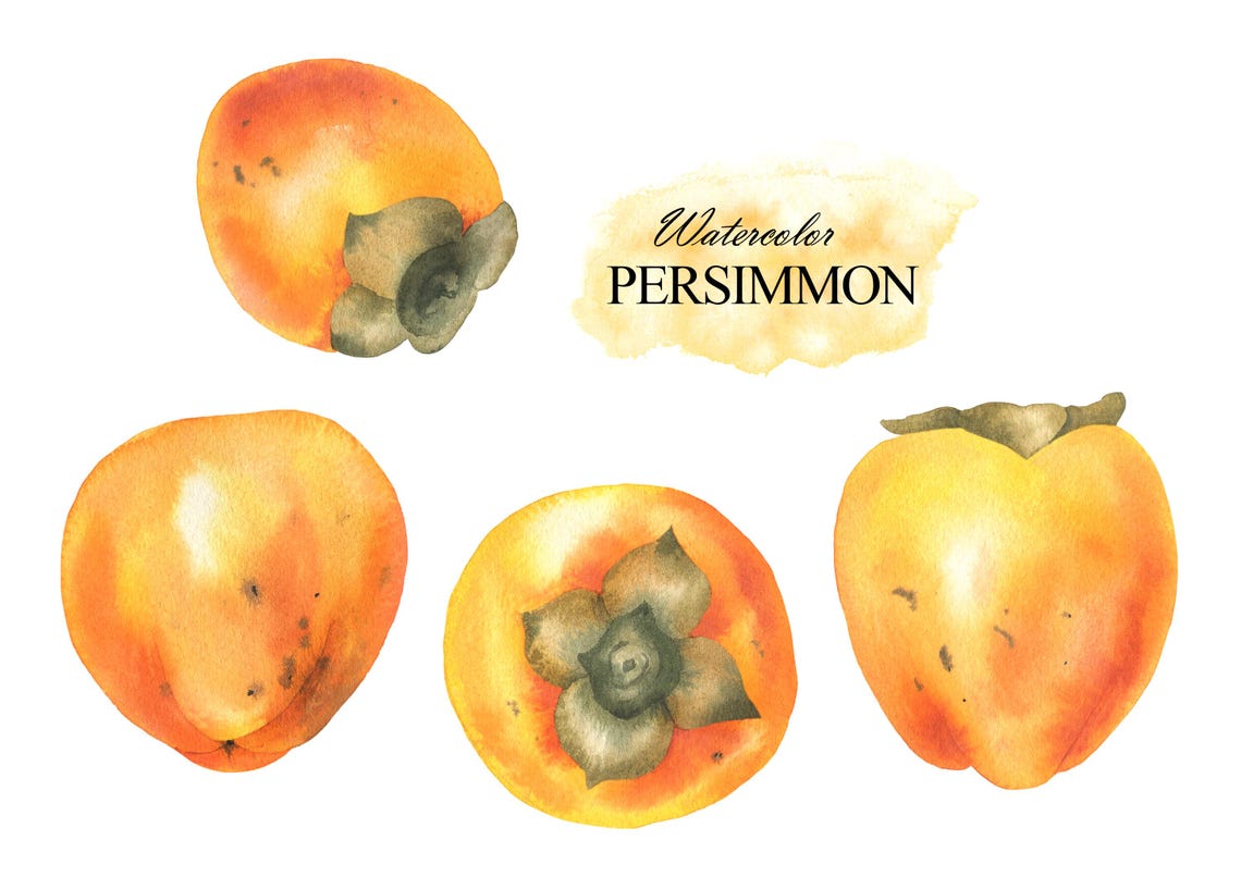 Watercolor Persimmon Clip Art, Persimmon Slices, Persimmon Harvest ...