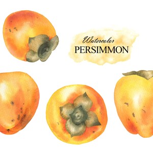 Watercolor Persimmon Clip Art, Persimmon Slices, Persimmon Harvest ...