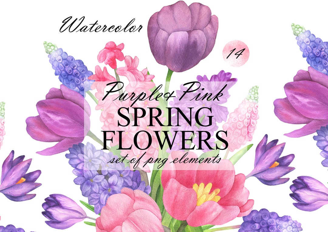 Watercolor Spring Flowers Clipart, Purple and Pink Tulips, Muscari ...