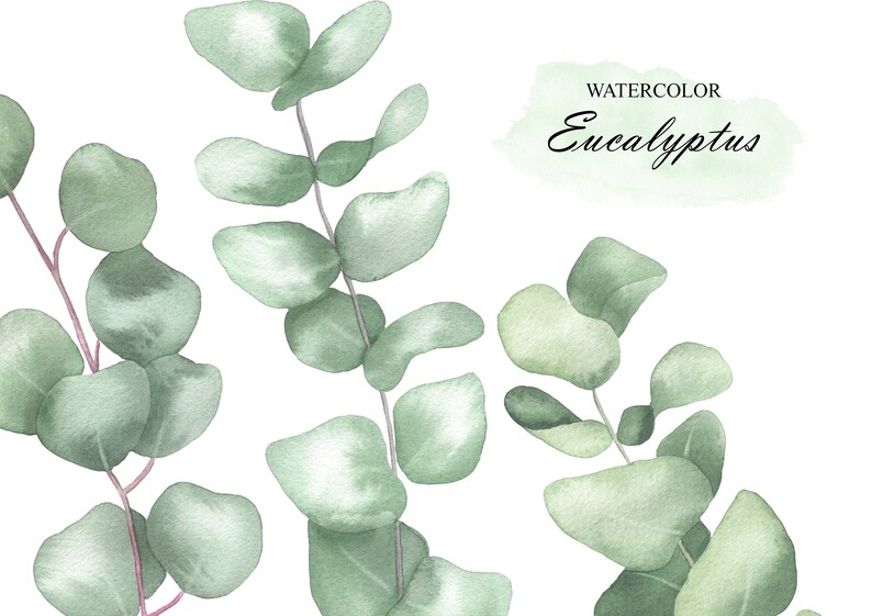Watercolor Eucalyptus Clipart, Greenery Clip Art, Eucalyptus Bouquet ...
