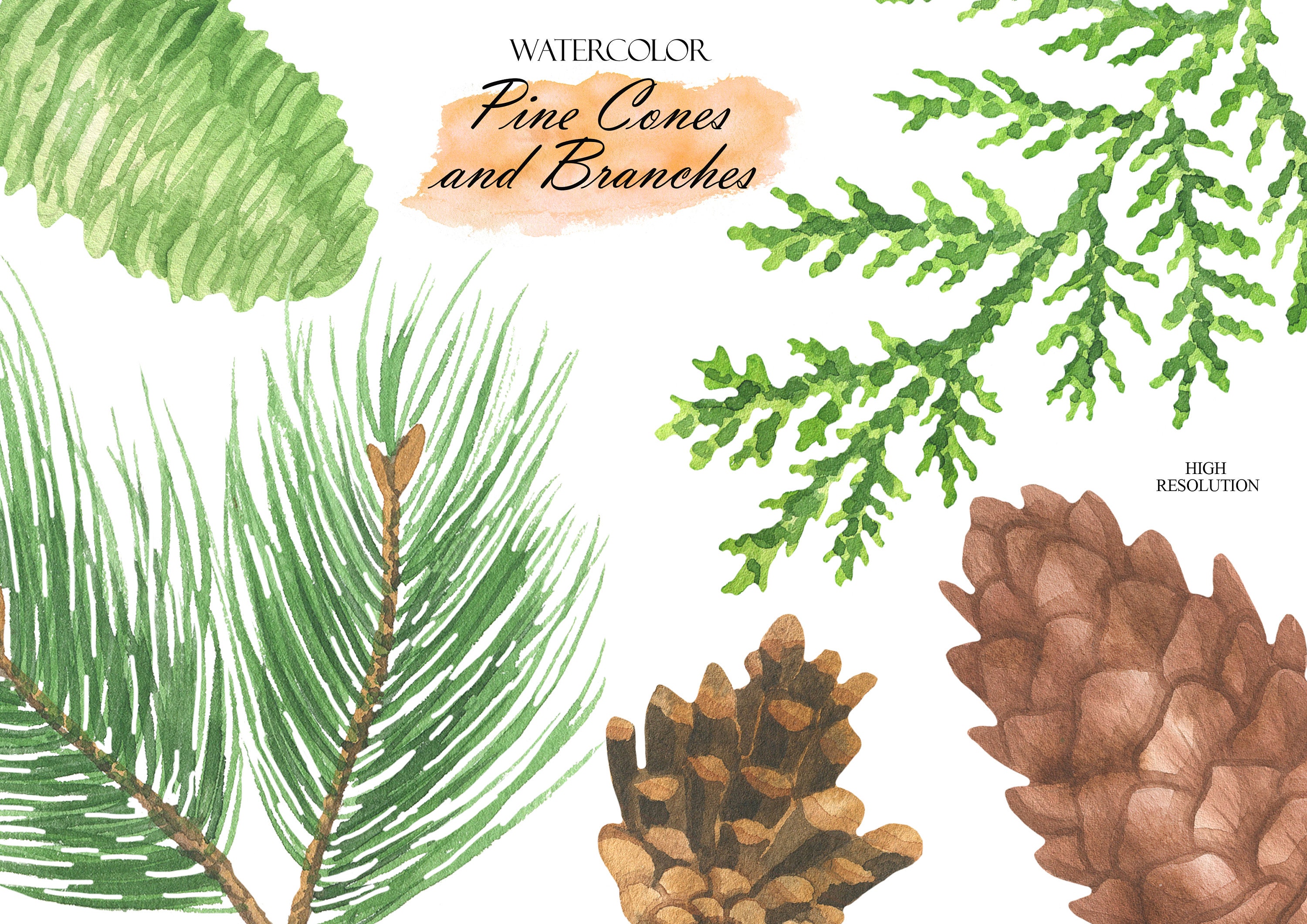 Pine Cones Watercolor Clip Art, Pine Branches Clipart, Christmas ...