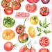 Watercolor Tomatoes Clipart, Tomato Slices Clip Art, Eco Farm ...