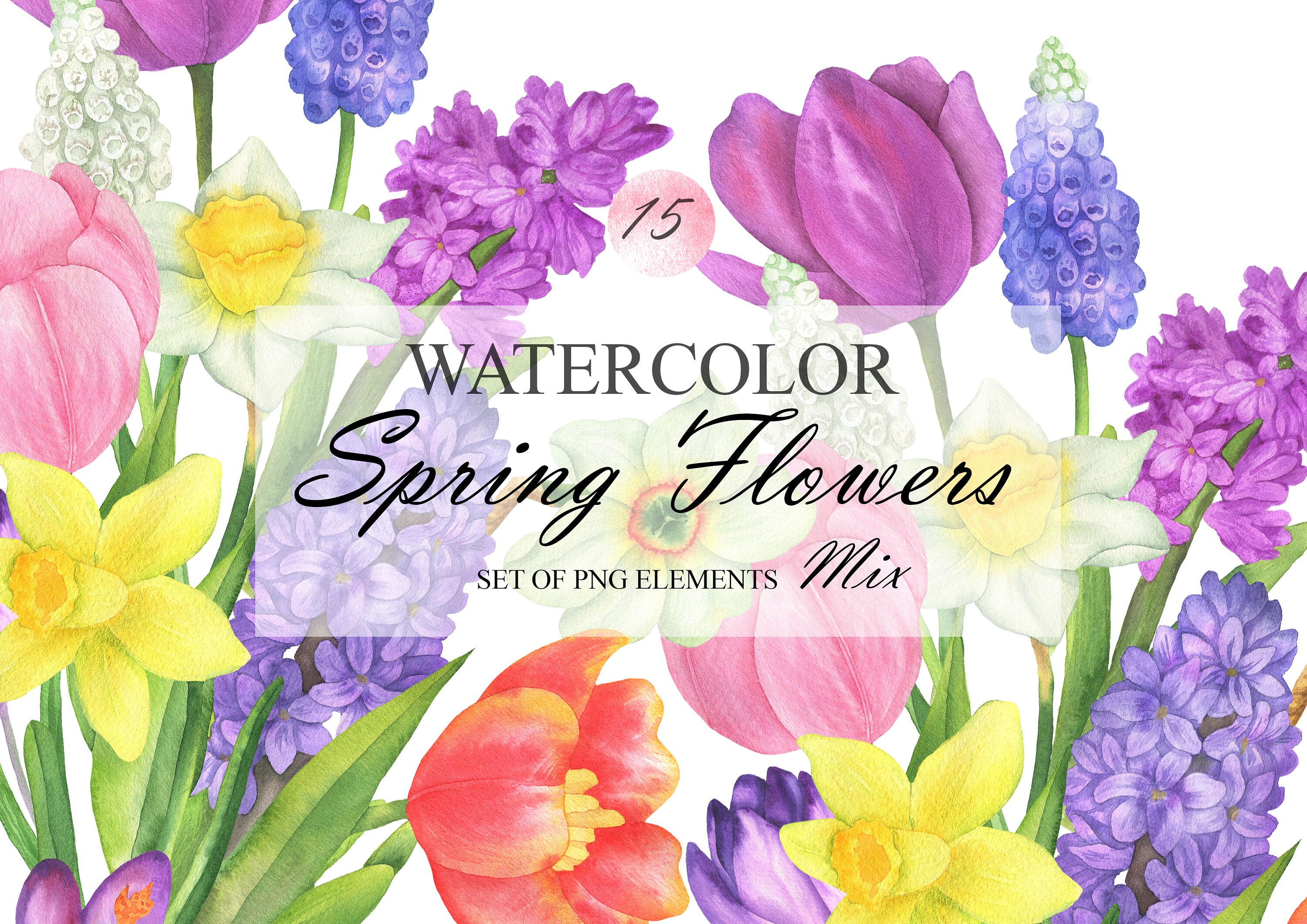 Watercolor Spring Flowers Clip Art, Colored Tulips, Daffodils, Muscari ...