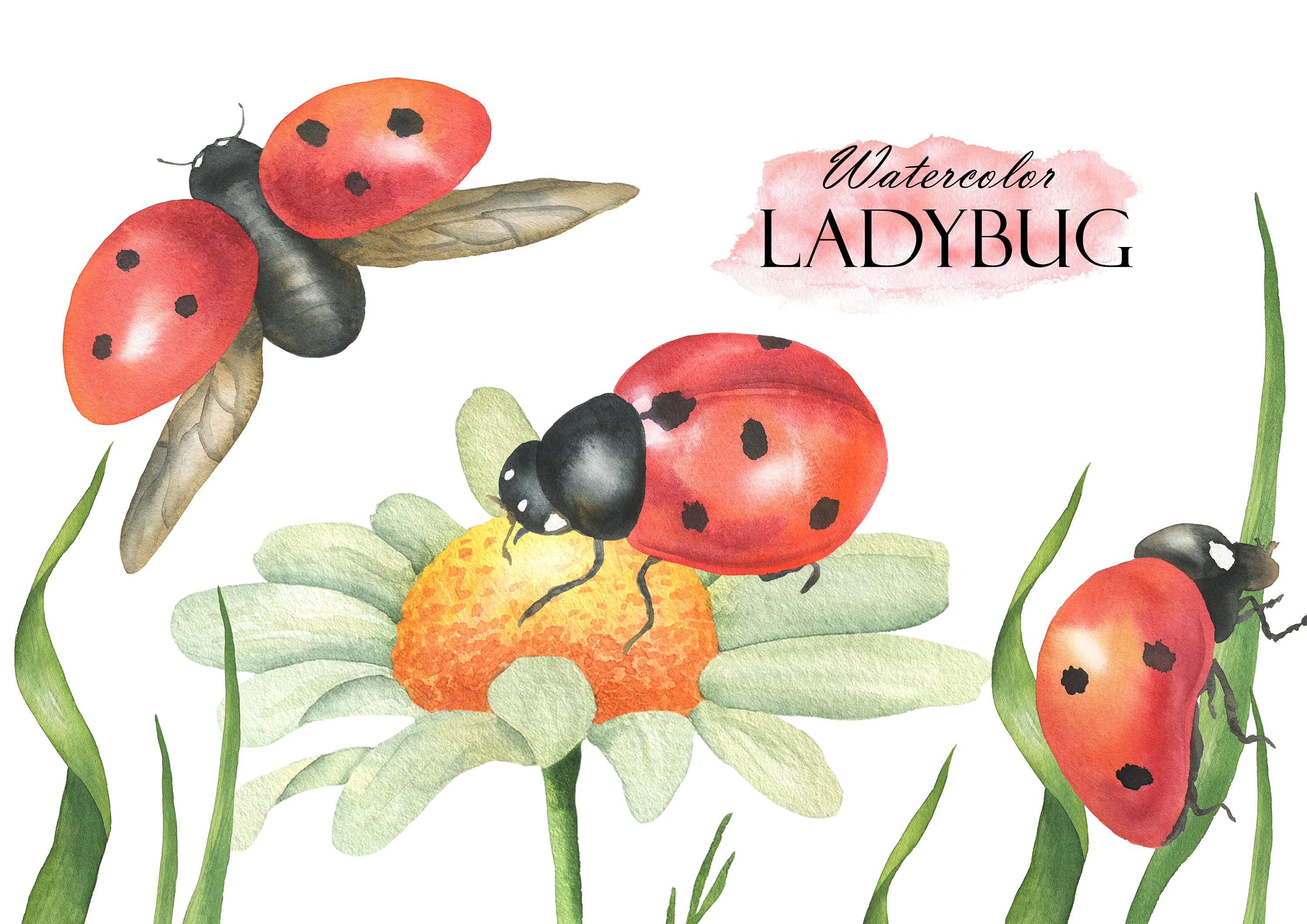 Watercolor Ladybug Clipart, Insect Clip Art, Red Ladybugs, Summer ...