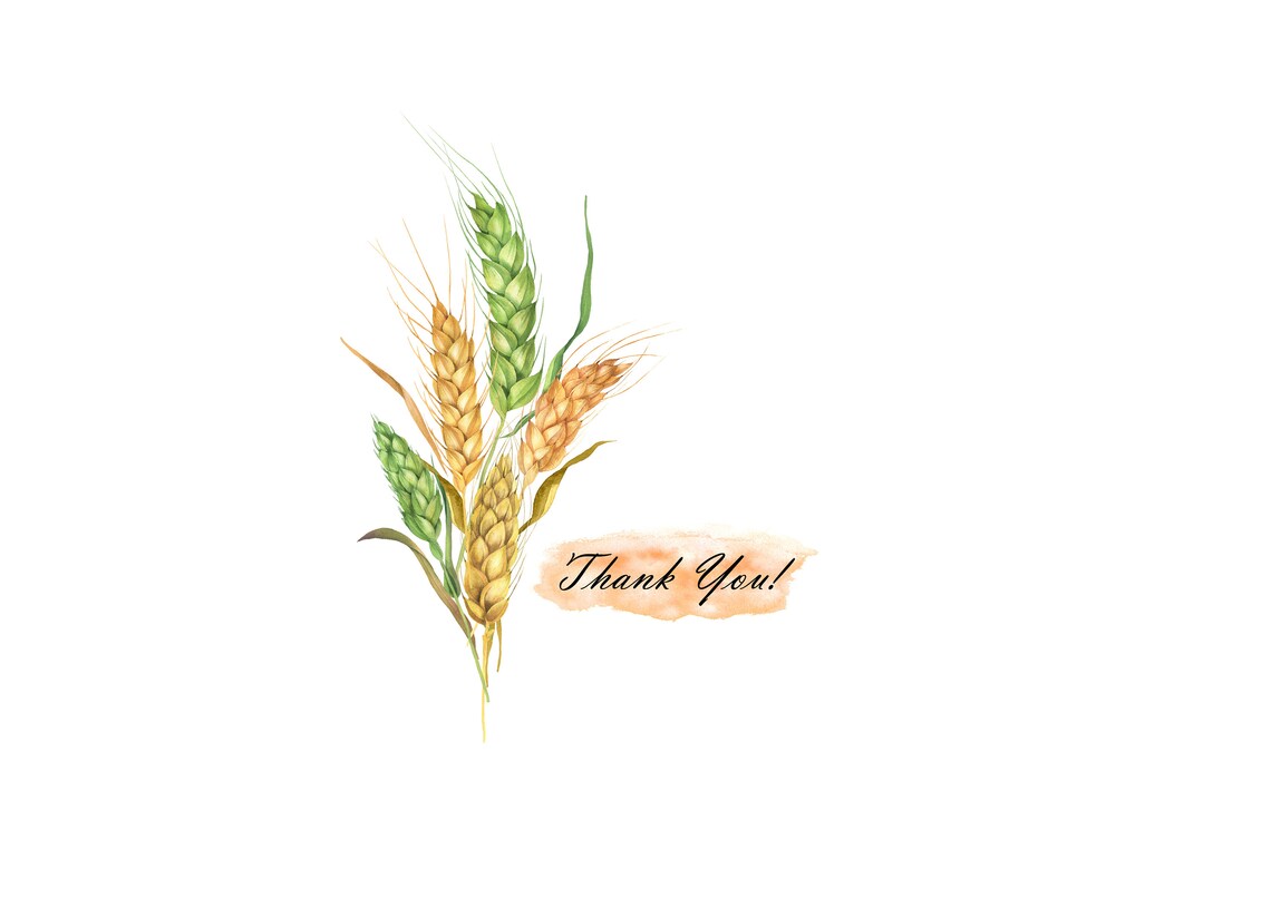 Watercolor Wheat Clipart, Golden and Green Wheat Clip Art, Farm Harvest ...