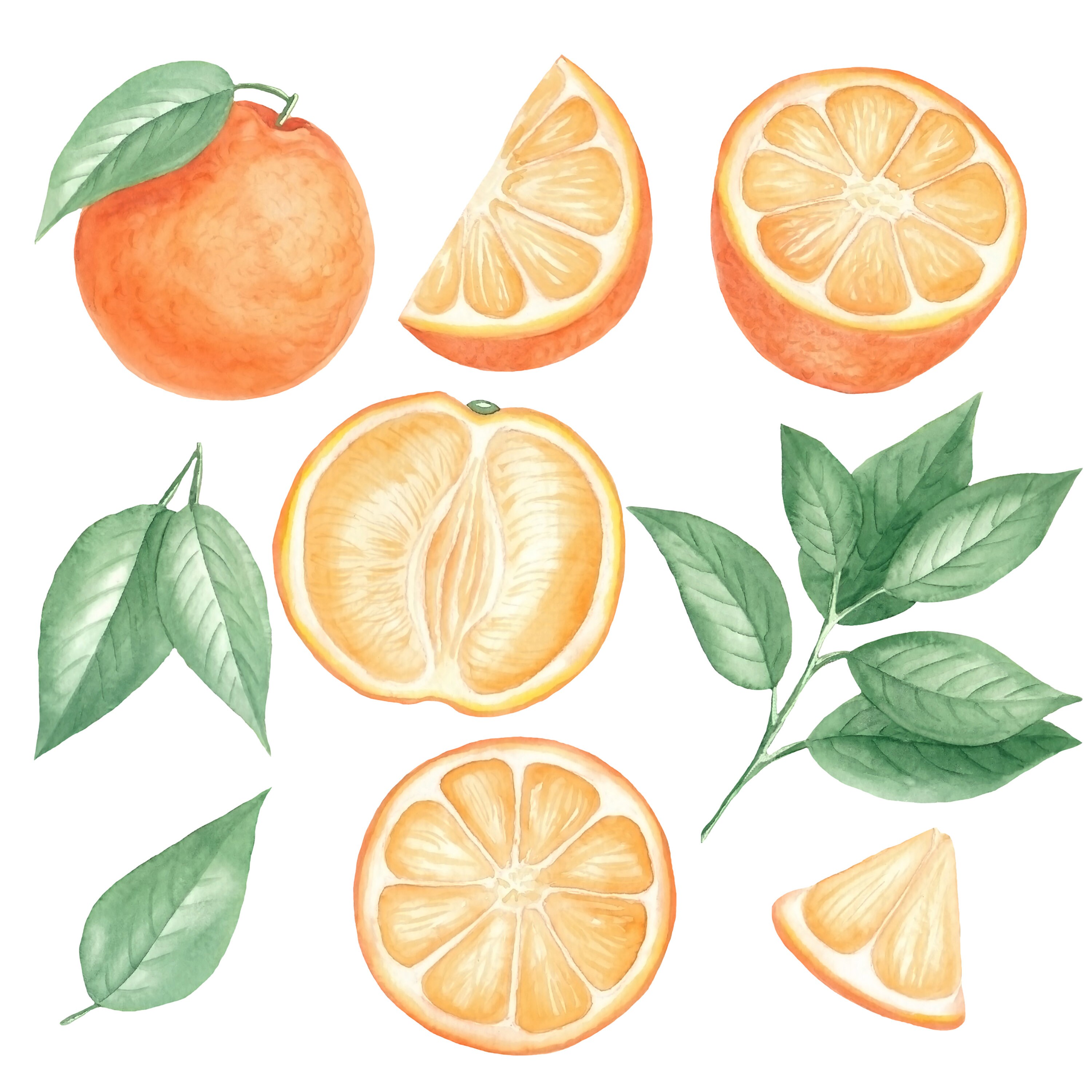 Watercolor Citrus Fruit Clipart, Fresh Summer Lemon, Orange, Grapefruit ...