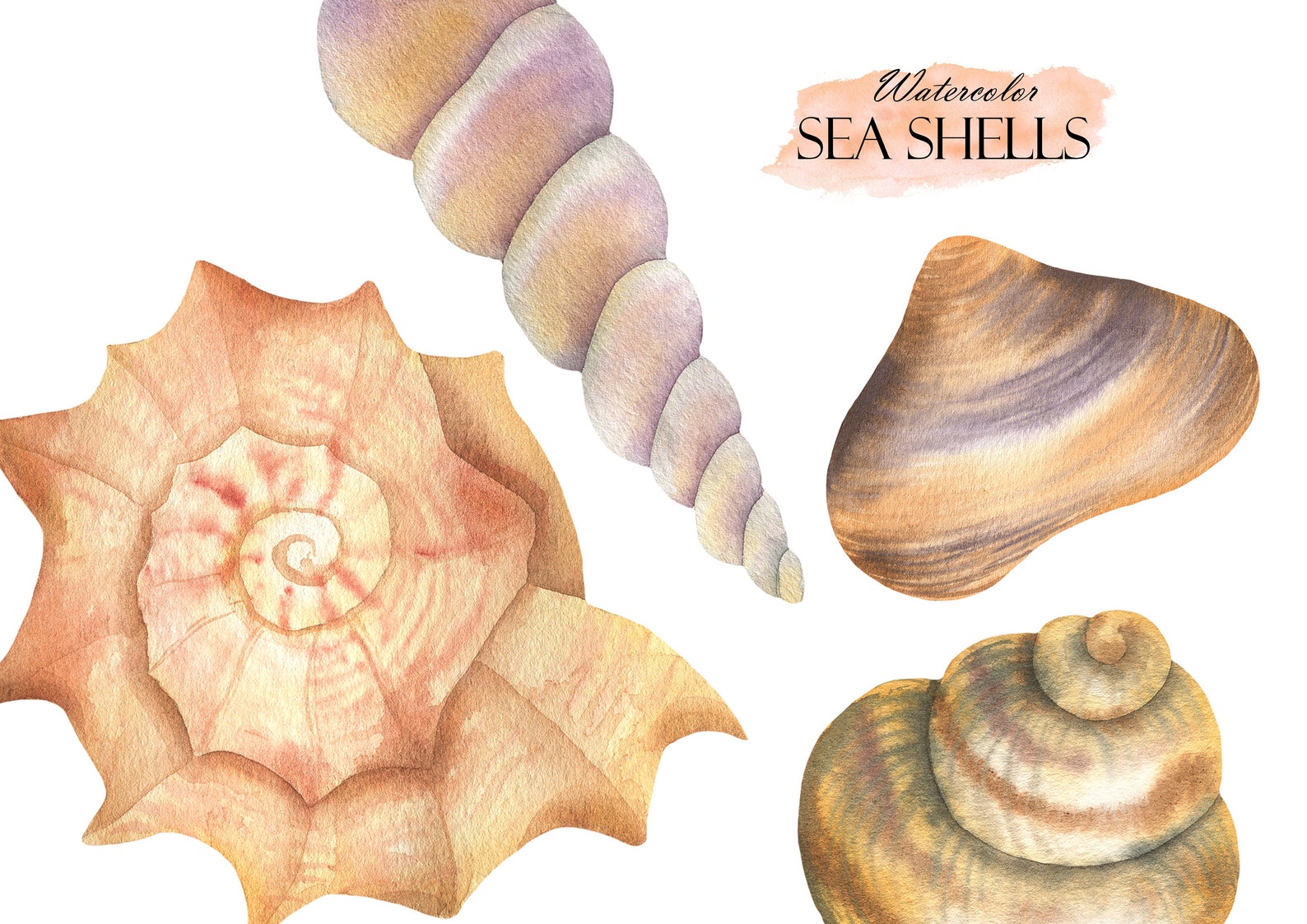 Watercolor Seashell Clipart Nautical Clip Art Sea Ocean Clip - Etsy