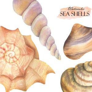 Watercolor Seashell Clipart, Nautical Clip Art, Sea Ocean Clip Art ...