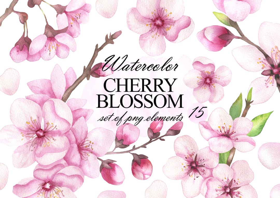 Watercolor Cherry Blossom Clipart, Spring Sakura PNG Set (digital ...