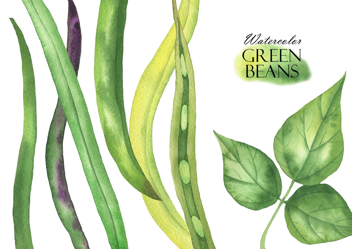 Watercolor Green Beans Clipart, Bean Clip Art, Fresh Vegetables, Culinary Clip Art, Food Clipart ...