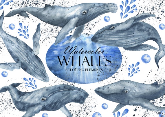 Whales Watercolor Clipart Sea Animals Clip Art Ocean Life - Etsy