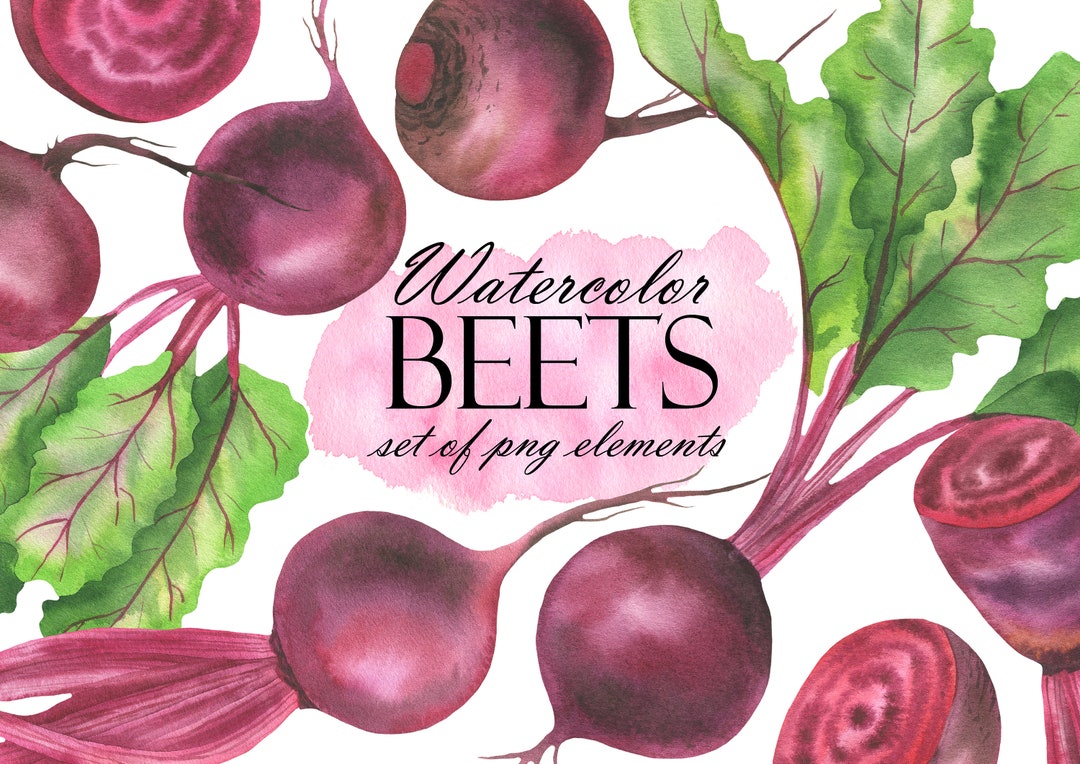 Watercolor Beet Clipart, Beetroot Clip Art, Eco Farm Vegetables, Fresh ...