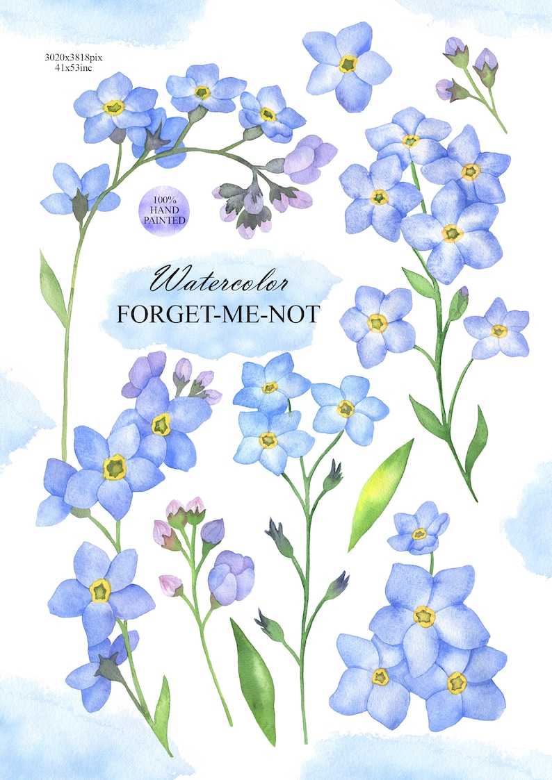 Watercolor Forget Me Not Clipart, Blue Flowers Clip Art, Spring Flowers ...