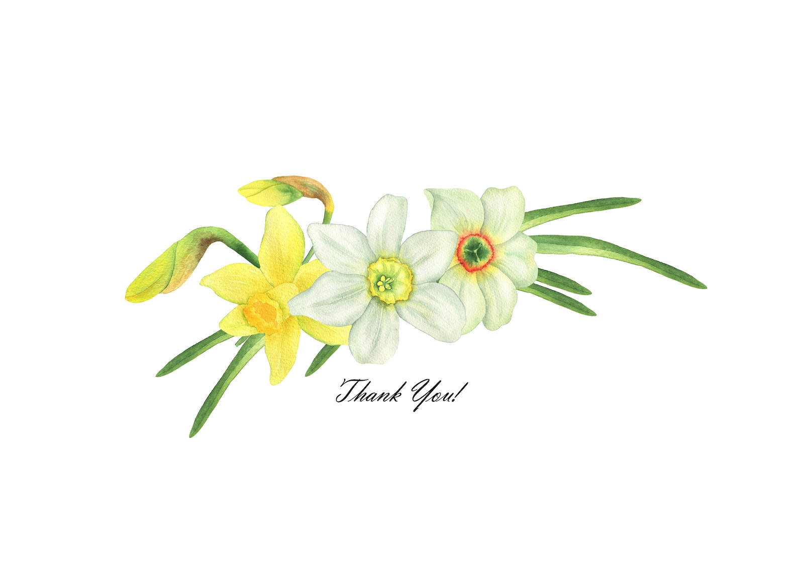 Watercolor Daffodils Clipart, Spring Flowers Clip Art, Daffodils ...