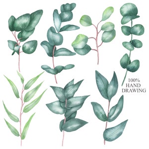 Watercolor Eucalyptus Clipart, Floral Clipart, Summer Green Leaves ...