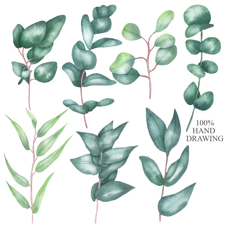 Watercolor Eucalyptus Clipart, Floral Clipart, Summer Green Leaves ...