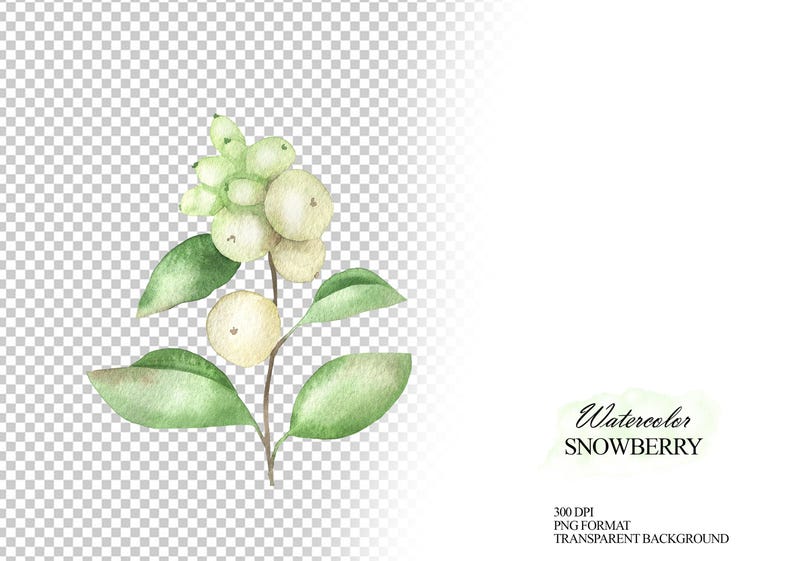 Watercolor Snowberry Clipart, Hand-painted Winter Berries (PNG) - Etsy