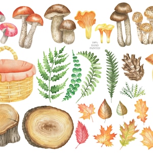 Watercolor Mushrooms Clipart, Woodland Edible Mushroom, Fall Forest ...
