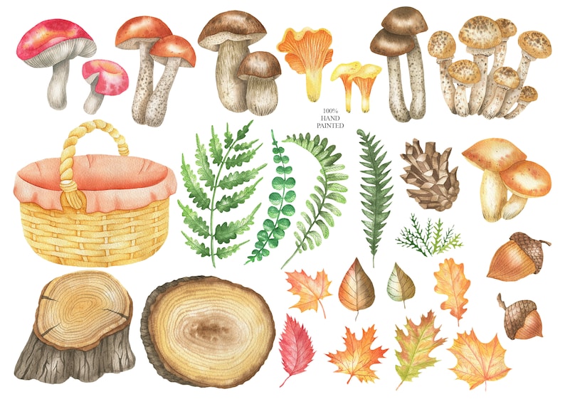Watercolor Mushrooms Clipart, Woodland Edible Mushroom, Fall Forest ...