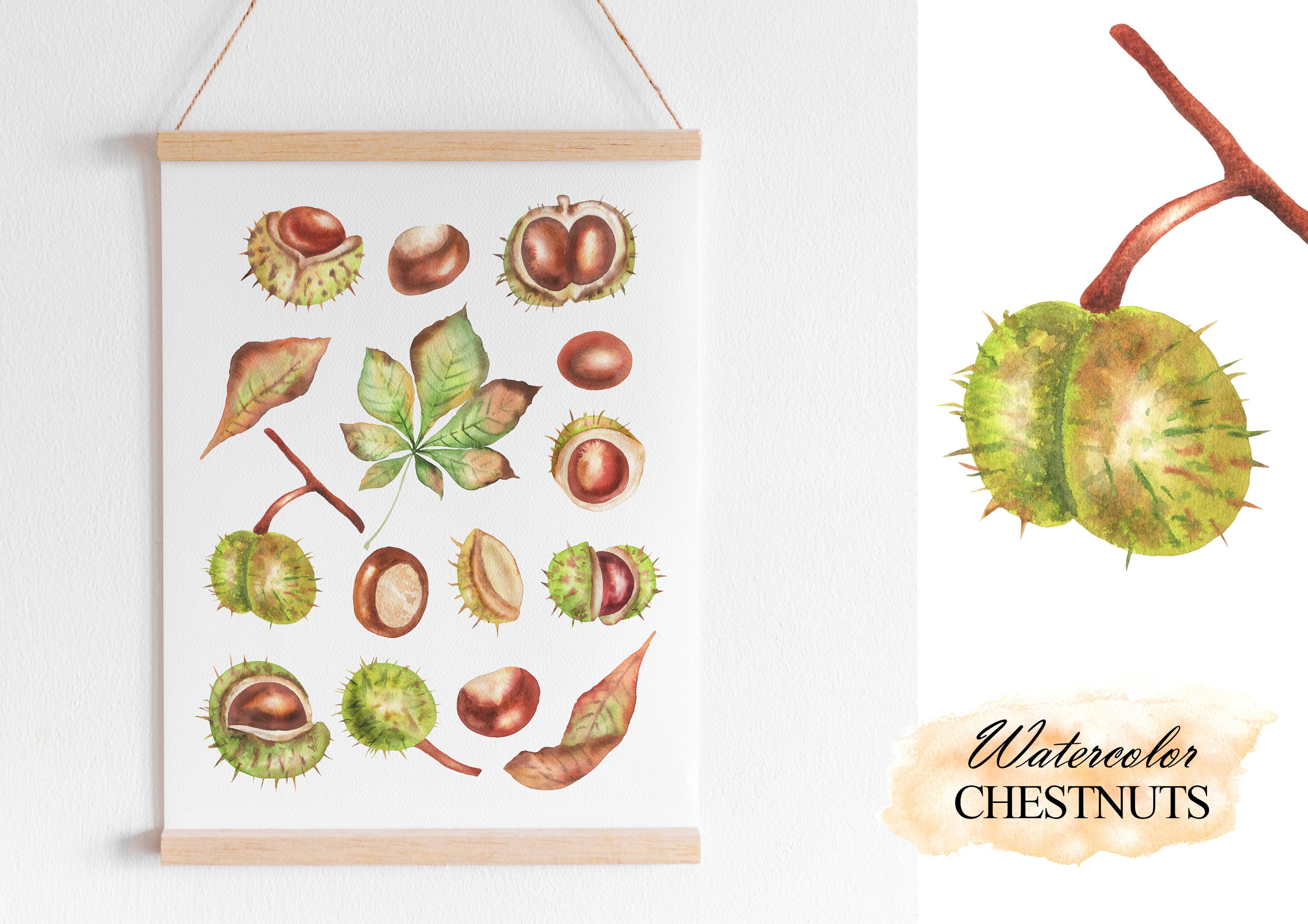 Watercolor Chestnuts Clipart for Autumn, Autumn Chestnut Clip Art Set ...