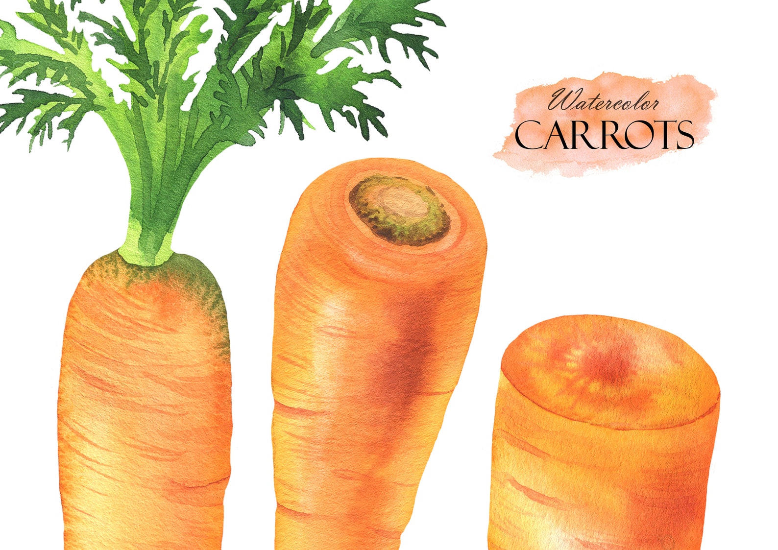 Watercolor Carrots Clipart Colored Carrot Eco Farm - Etsy