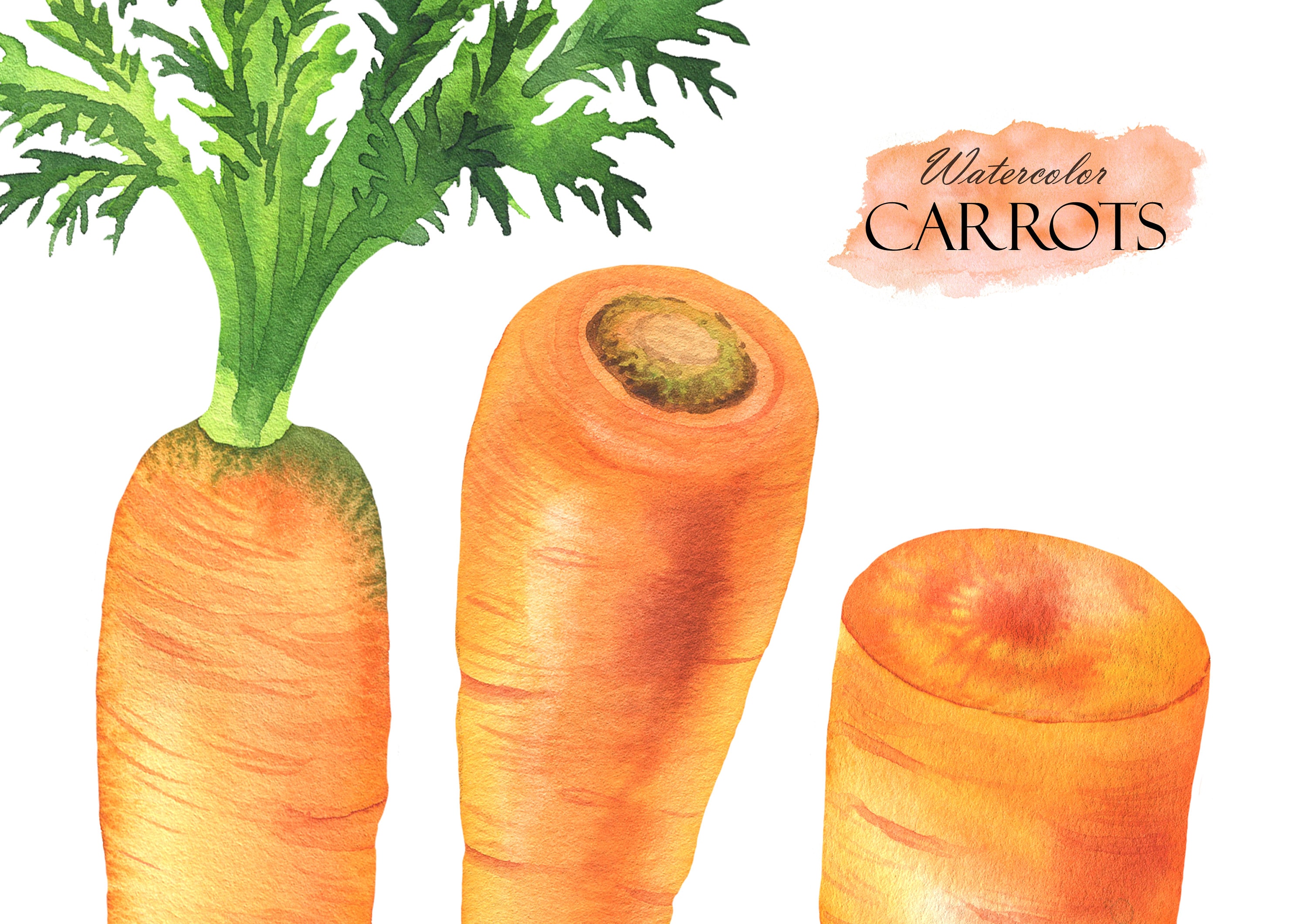 Watercolor Carrots Clipart Colored Carrot Eco Farm - Etsy