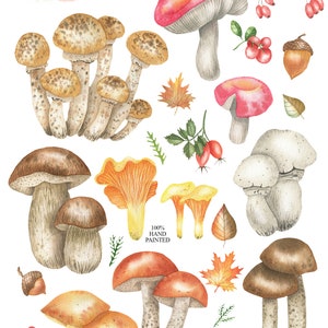 Watercolor Mushrooms Clipart, Woodland Edible Mushroom, Fall Forest ...