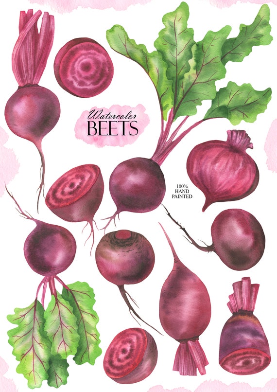 Beet Clipart
