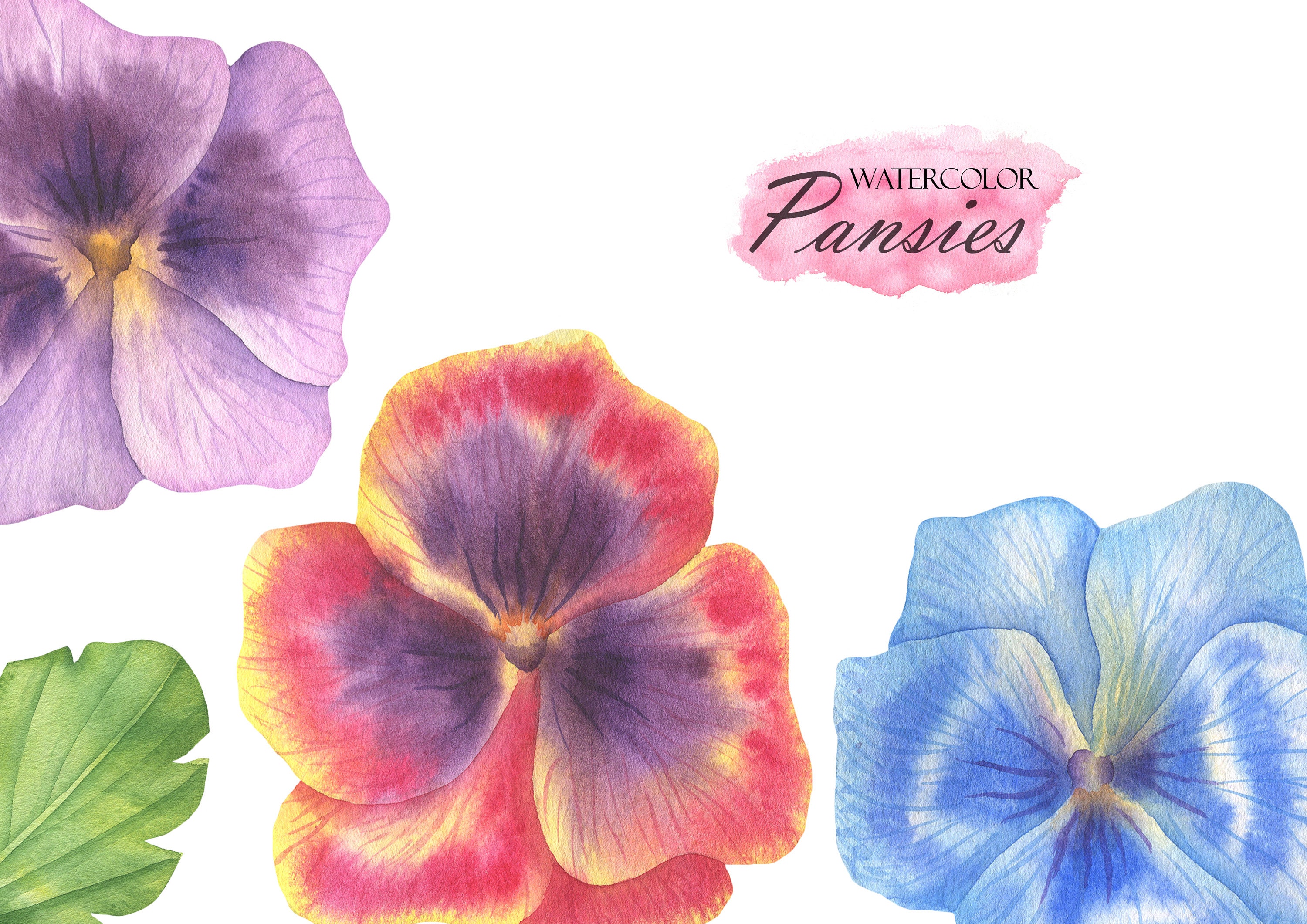 Watercolor Pansy Flowers Clipart Spring Pansies Bouquet Clip - Etsy