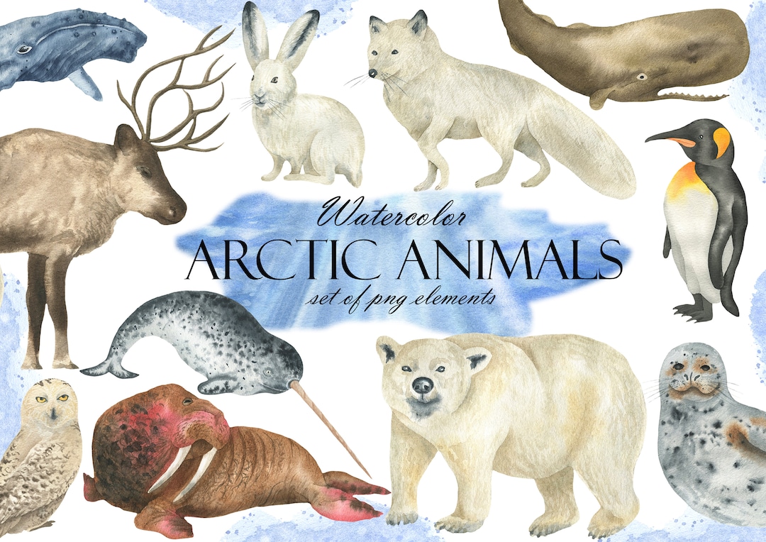 Watercolor Arctic Animal Clip Art, Polar Animals, Reindeer, Bear, Fox ...